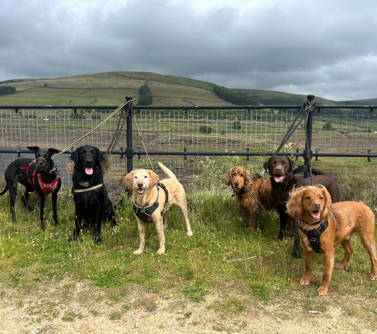 Hiking and Hacking | Dog walking & pet sits | Glossop l
